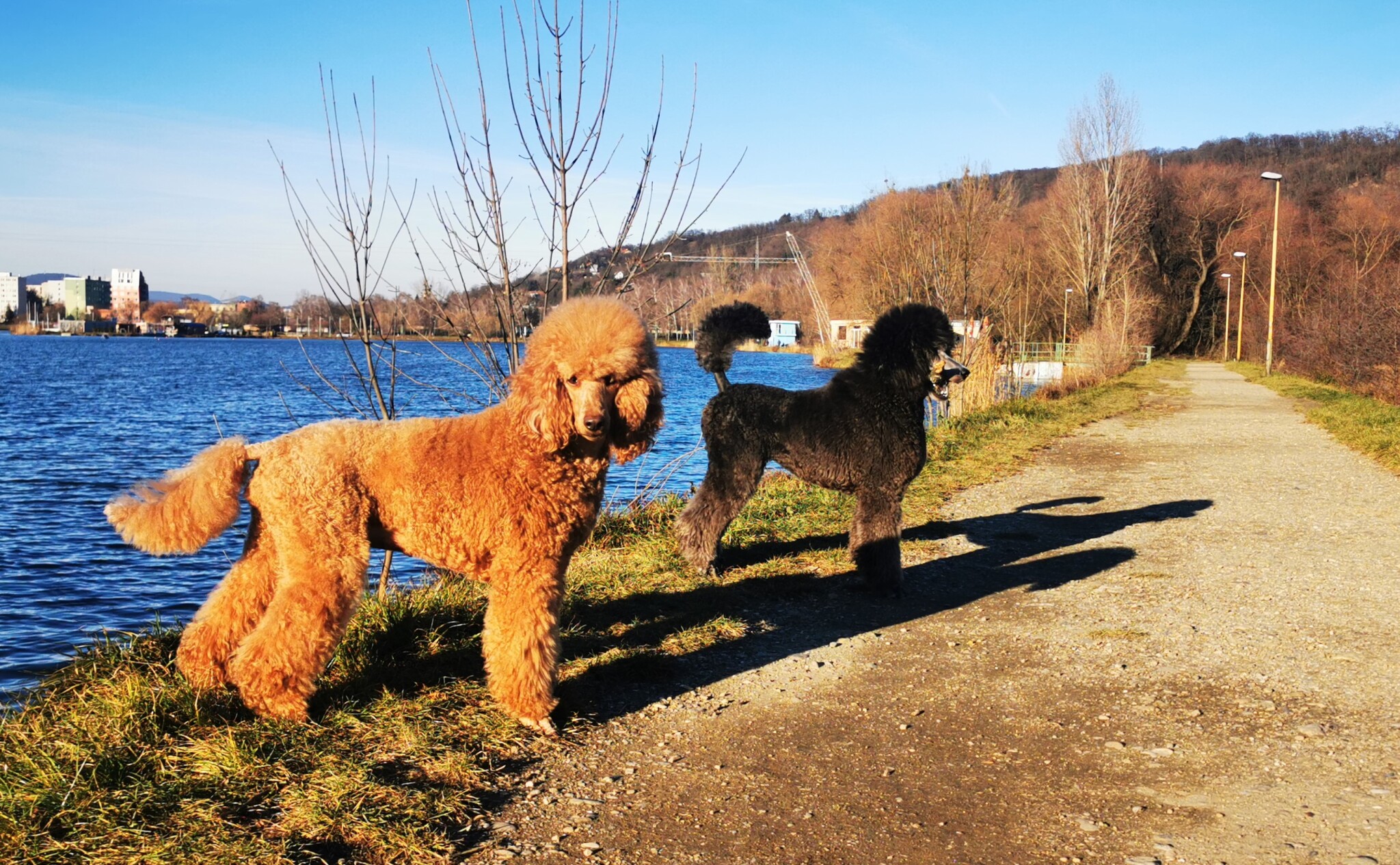 Úvod | chovateľská stanica - pudel veľký